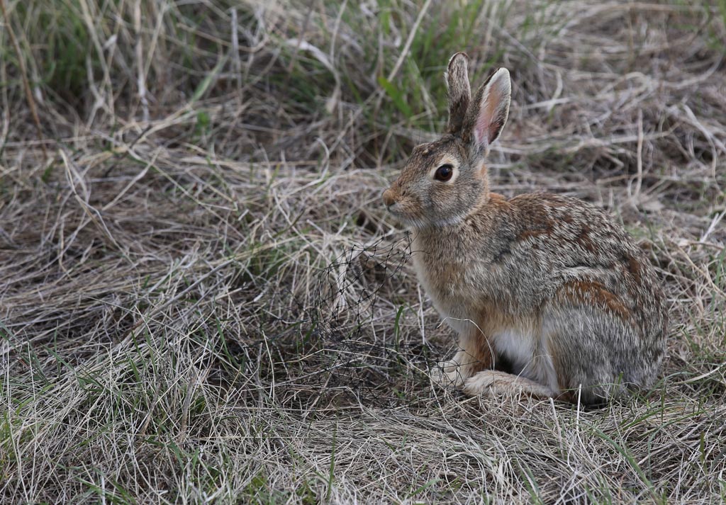 Rabbit-0I1B1712-1024 – New American Nomads