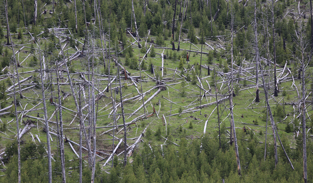 Yellowstone-BurnedSnags-0I1B3061-1024 – New American Nomads